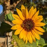 flower - 1500 Days to Freedom